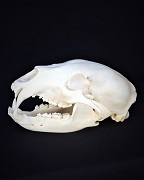 Jason Brunell Taxidermy: Euros Gallery