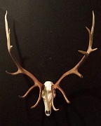 Jason Brunell Taxidermy: Euros Gallery