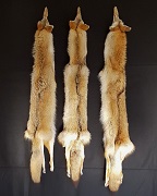 Jason Brunell Taxidermy: Furbearer Gallery