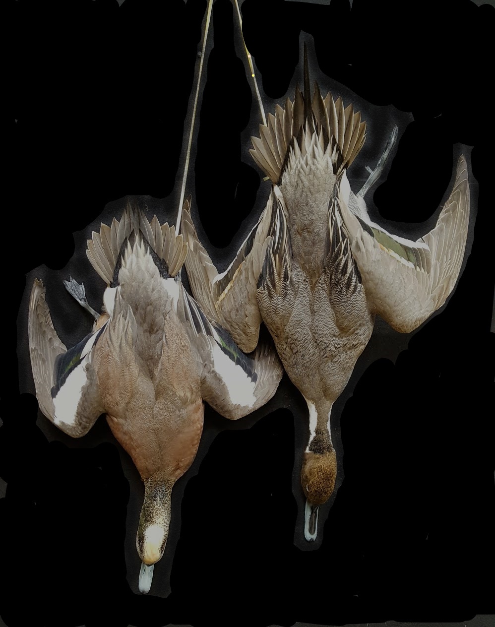 Jason Brunell Taxidermy: Water Fowl Gallery